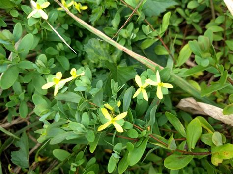St Andrews Cross Hypericum Hypericoides Seed Packet Hungry Hook Farm