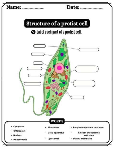 Protist Cell Anatomy Labeling Worksheets Diagramword Searchcoloring