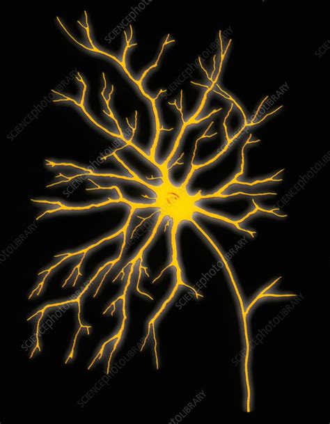 Computer Artwork Of A Multipolar Nerve Cell Stock Image P3600120
