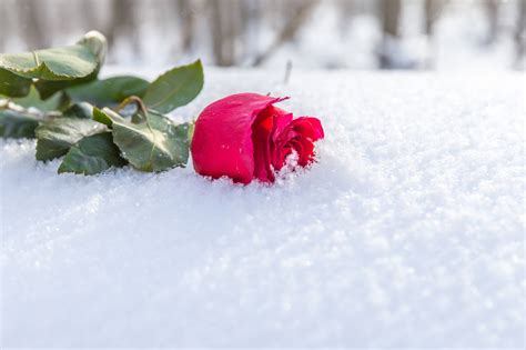 Pruning Roses In Winter Tips For Promoting Healthy Growth And Strong Roots