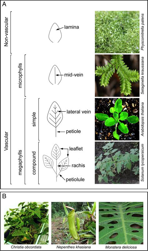 Diversity In Leaf Forms Across Land Plants A Selected Download