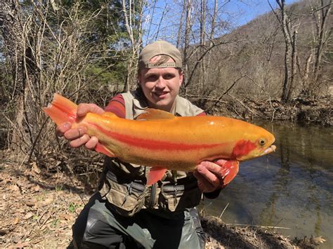Arkansas State Record Golden Trout At Jerry Magnuson Blog