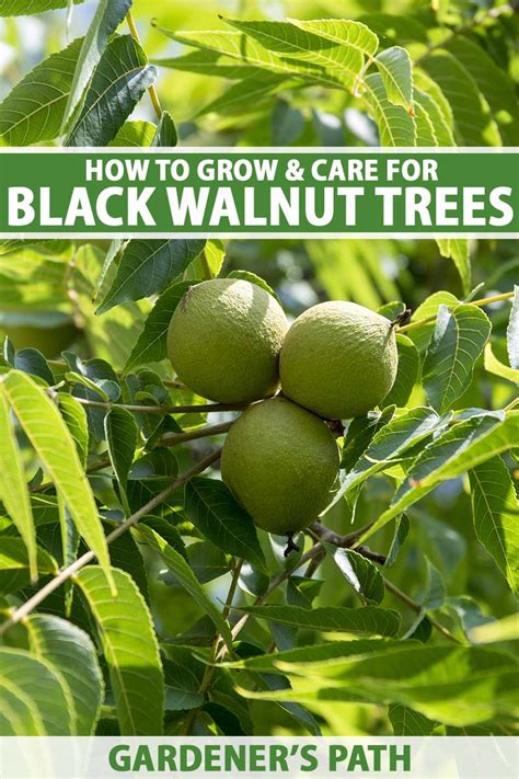 Black Walnut Tree