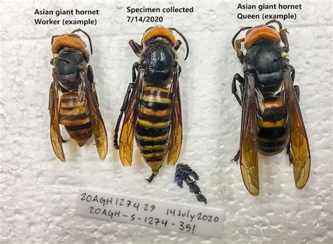 Washington Traps Its First Murder Hornet State Will Use Infrared