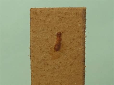 タチゲクビボソハネカクシ Sunesta Setigera Setigera Sharp 島根大学標本資料類データベース