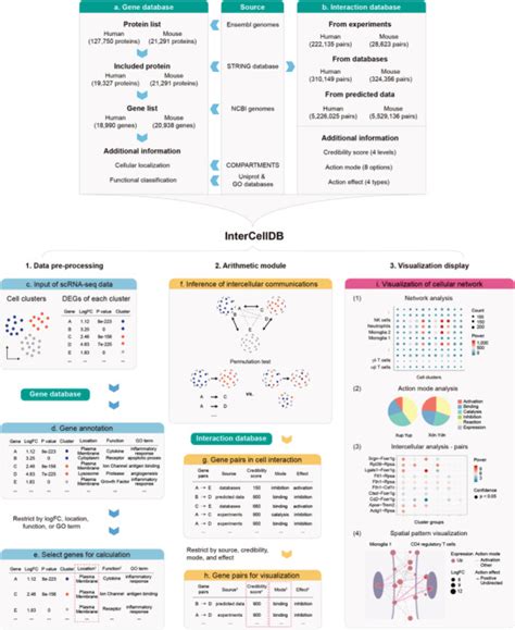 Intercelldb A User‐defined Database For Inferring Intercellular Networks Pmc