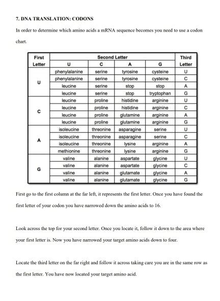 Dna Translation Chart