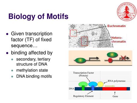 Ppt Regulatory Motif Finding Ii Powerpoint Presentation Free Download Id1322292