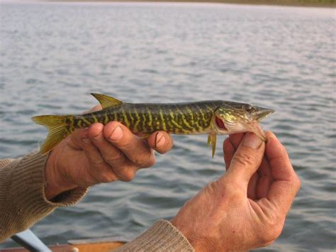 Pickerel Vs Pike