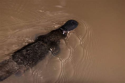 The Worlds Most Venomous Mammal Animals Around The Globe