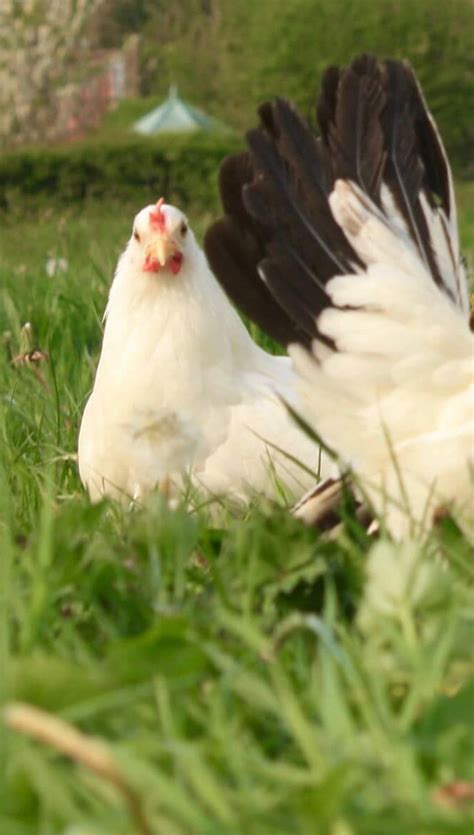 Bantam Chabo Pipinchick