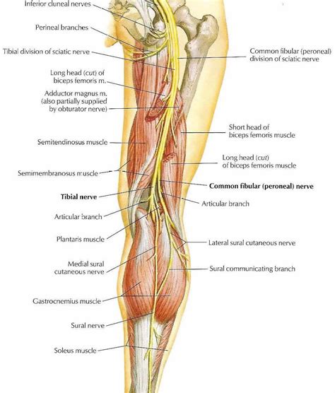 The Sciatic Nerve A River Of Energy Suppyling The Legs Of Humans