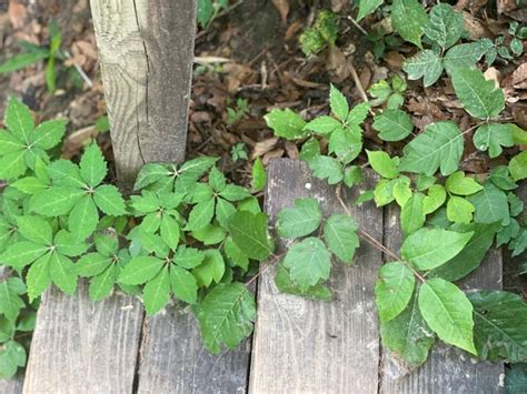 Is It Poison Ivy Heres How To Tell When To Look But Not Touch