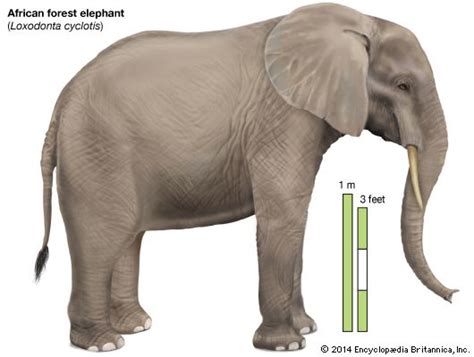 African Forest Elephant Size Habitat And Facts Britannica