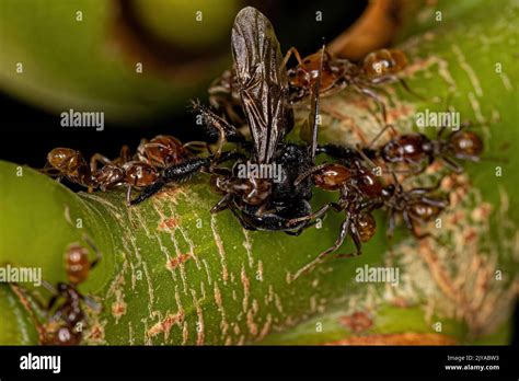 Adult Cecropia Ants Of The Genus Azteca Attacking An Adult Female Stingless Bee Of The Genus