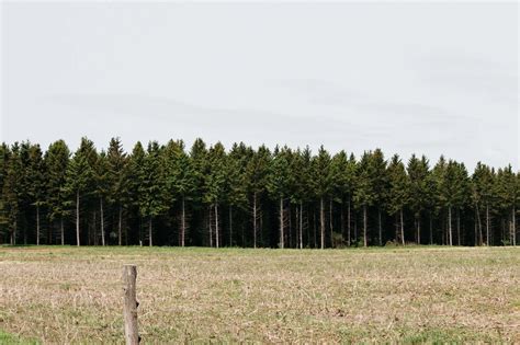 How Many Pine Trees Should You Plant Per Acre 🐝