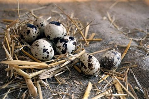 Premium Photo Quail Egg