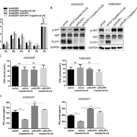 Z Ligustilide Cisplatin Induced The Inactivation Of Akt By Inhibiting Download Scientific