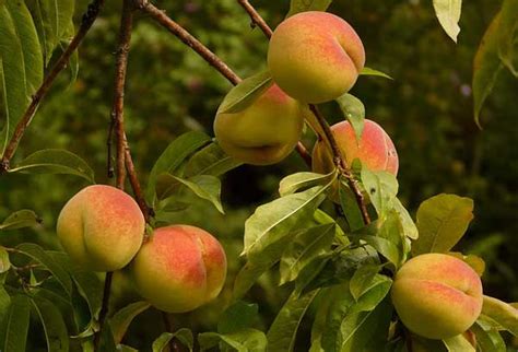 10 Self Pollinating Fruit Trees Home N Gardening Tips