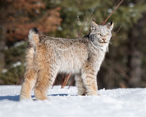 Differences Between Bobcats And Canada Lynx How To Tell Them Apart