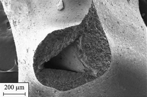 Triangular Void Remaining In Ligament Of α Al2o3 Preform After Burnout