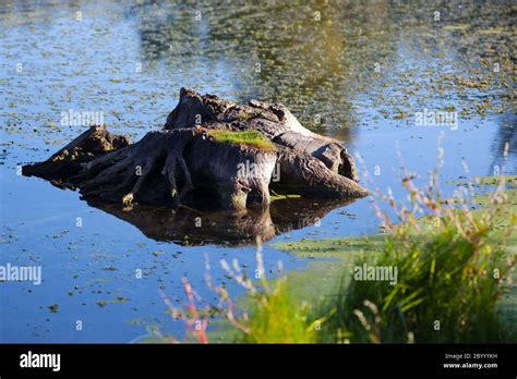 Tree Roots In The Water Stock Photo Alamy