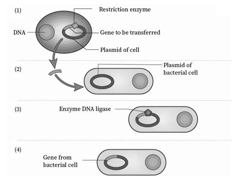 Bacterial Genomics Bartleby