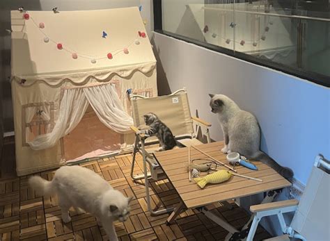 Me Cafe And Games Orchard Has Tents Board Games And Cats