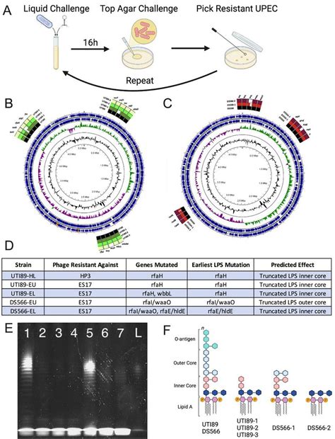 Isolation And Sequencing Of Phage Resistant Bacteria Indicates