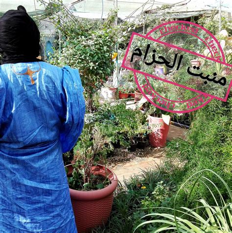 منبت العيون Laayoune