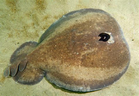 Hypnidae