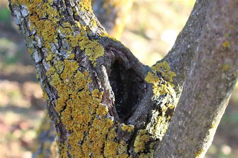 Tree Trunck Hole Environment Buddy