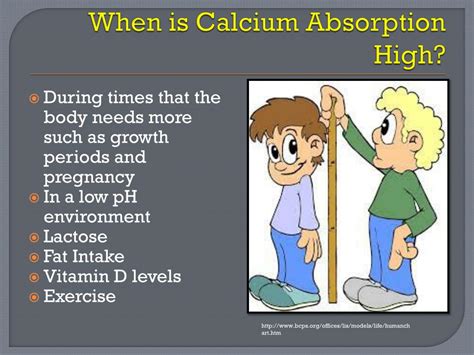 Ppt Calcium Powerpoint Presentation Free Download Id3176614