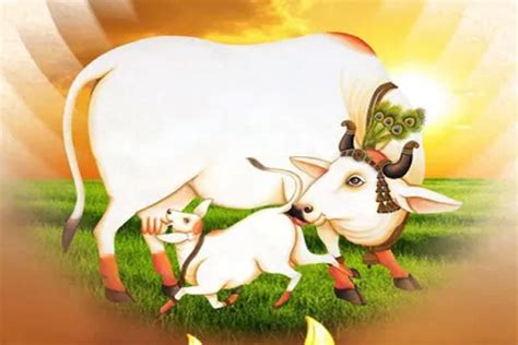 Vasu Baras 2022 Date कधी आहे वसुबारस जाणून घ्या व्रतविधी आणि महत्त्व