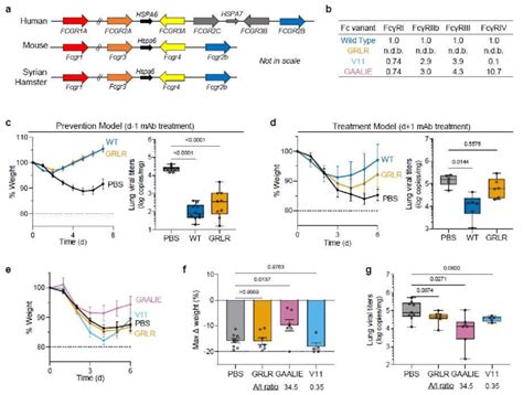 Contribution Of Fc Effector Function To The Protective Activity Of