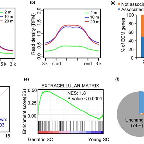Enhancer Activation In Aging Muscle Drives Extracellular Matrix Ecm