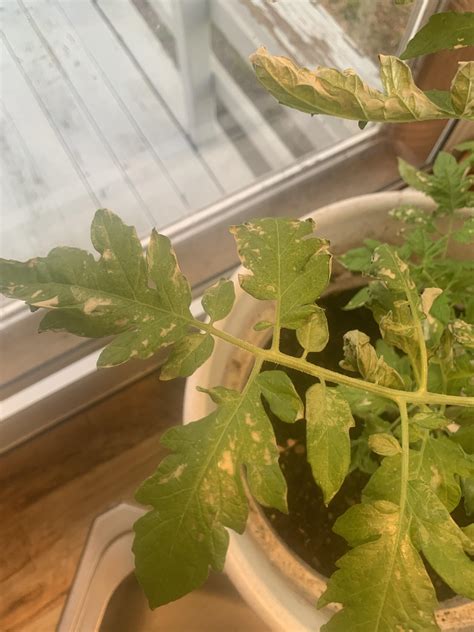 Why Do I Have White Spots On My Tomato Plants At Elijah Brand Blog