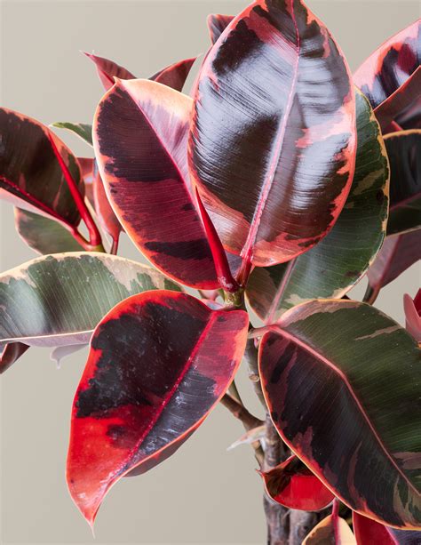 Ficus Ruby Tropical Indoor Plants And Houseplants For Delivery The Sill