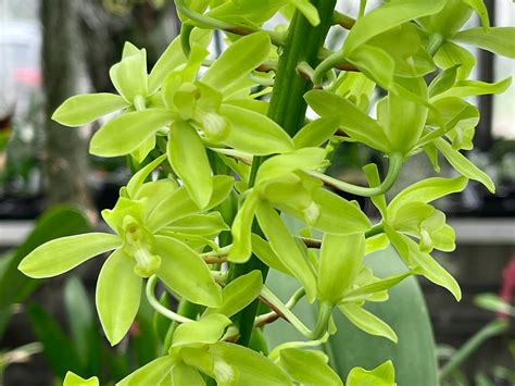 Grammatophyllum Scriptum Var Citrinum Orchidweb