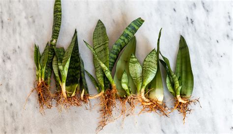 root division propagation root division propagation