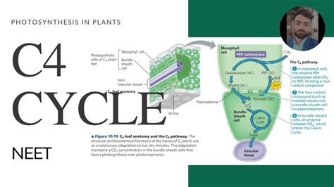 C4 Cycle Hatch And Slack Pathway Complete For Neetug Photosynthesis