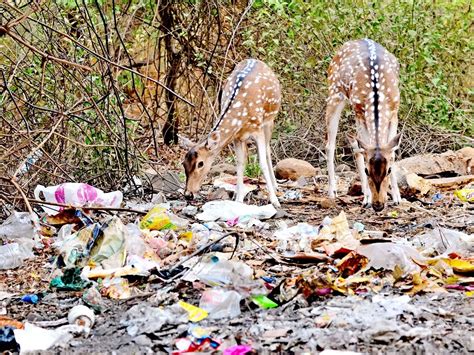 Explained How Plastic Is Ruthlessly Killing Animals