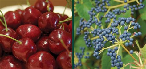 Plant Sex Johnson S Nursery KB Plant Sex Johnson S Nursery KB