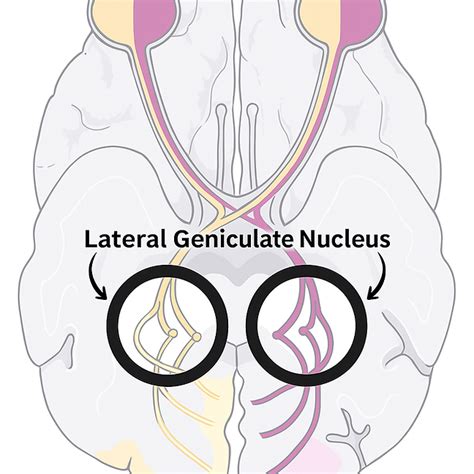 Weekly Brain Slice Lateral Geniculate Nucleus Practical Neuroscience