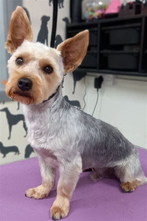 30 Yorkshire Terrier Haircuts For Puppies Adults And Seniors