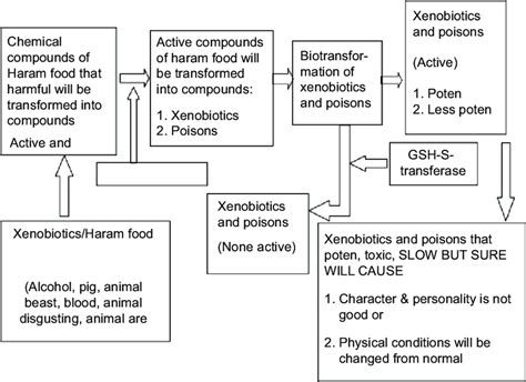 The Process Of Biotransformation Of Xenobiotic Compounds Download