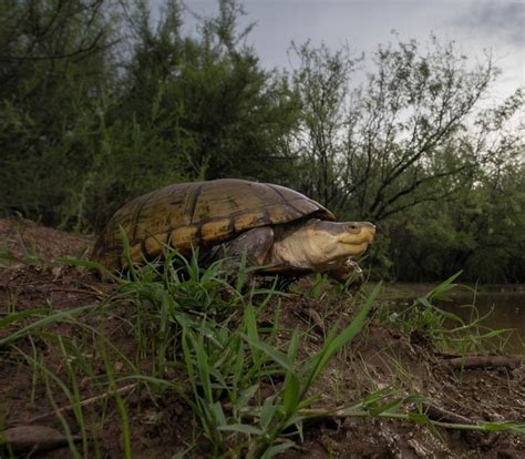 Arizona Mud Turtle Facts And Pictures