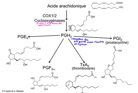 Structure Des Lipides 1 2 Cartes Quizlet