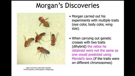 Thomas Hunt Morgan Fruit Fly Experiment