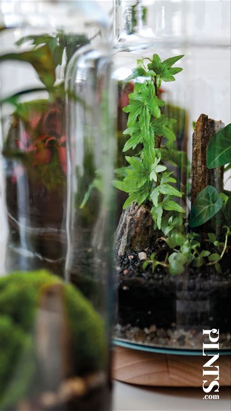 The Best Plants To Grow In A Terrarium Artofit